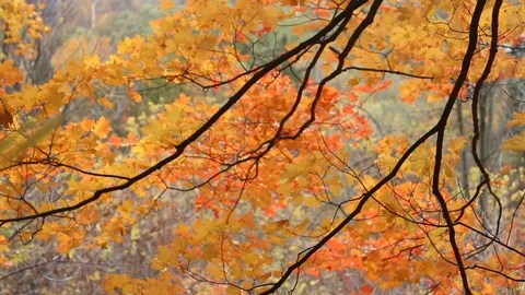 Landscape Display Stock Videos – Royalty-Free HD & 4K Videos