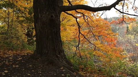 Landscape Display Stock Videos – Royalty-Free HD & 4K Videos