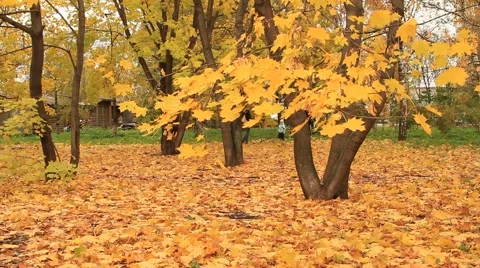 Beautiful Autumn leaves blowing in the w... | Stock Video | Pond5
