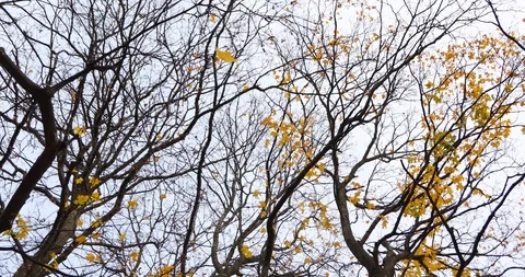 Beautiful autumn yellow leaves waving in... | Stock Video | Pond5