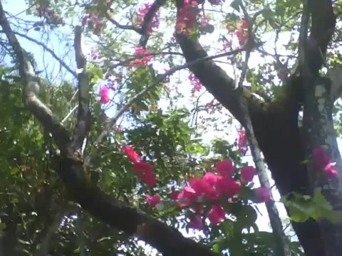 A beautiful big tree of pink spring flow... | Stock Video | Pond5