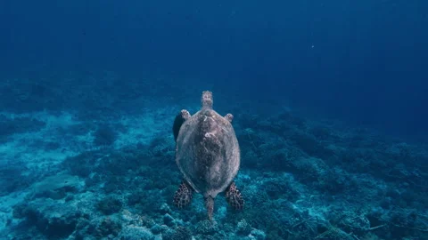Beautiful big turtle swimming deep under... | Stock Video | Pond5