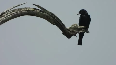 Beautiful black bird - in tree. | Stock Video | Pond5