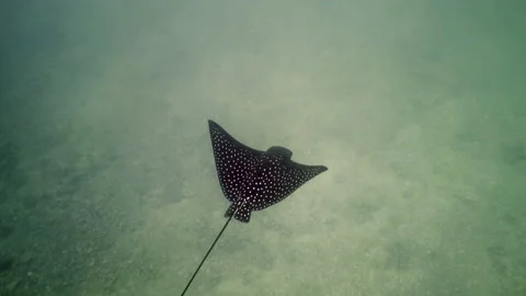 Beautiful Black Ray With White Spots Swi... | Stock Video | Pond5