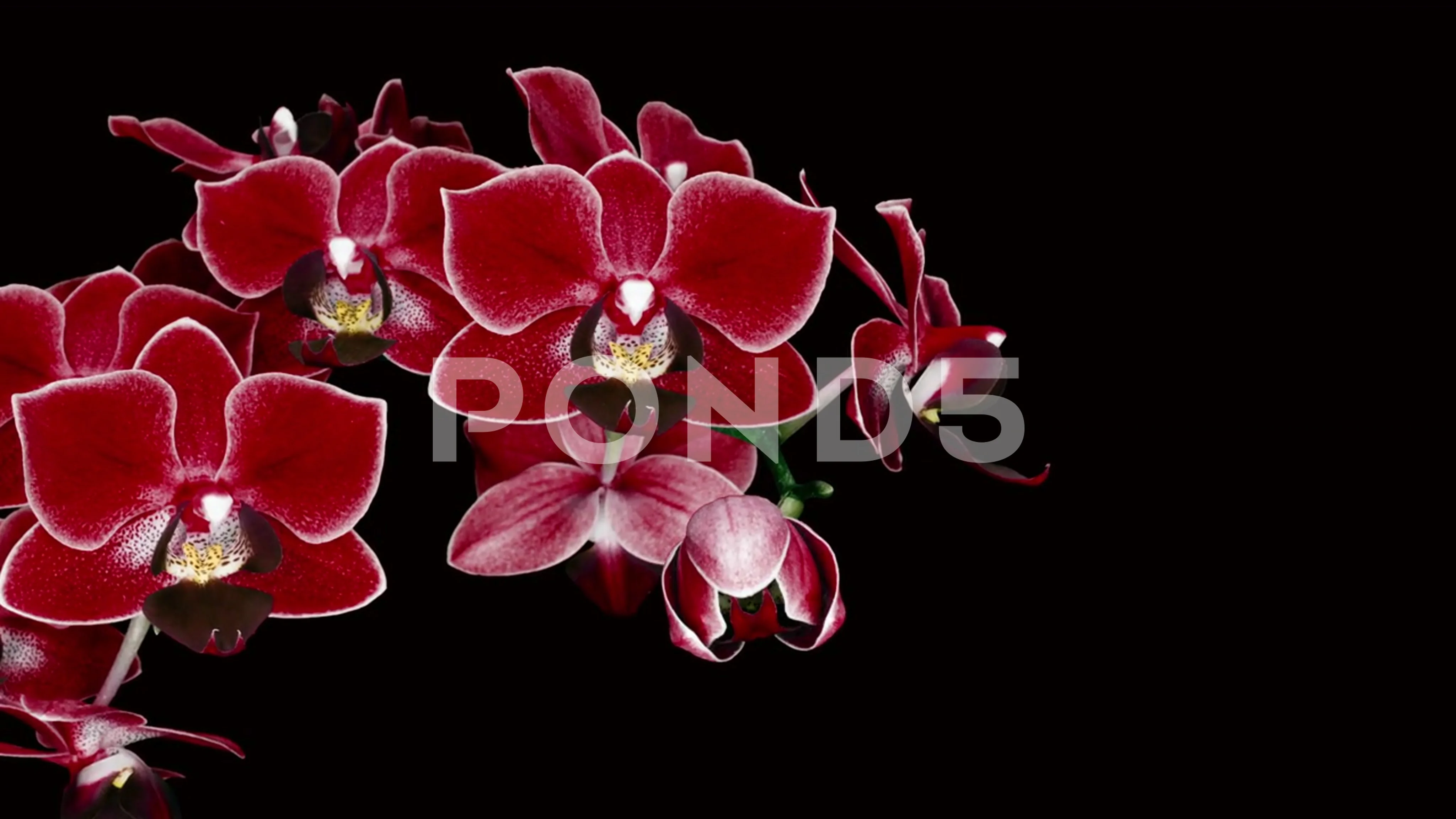 Red Orchids Wallpaper