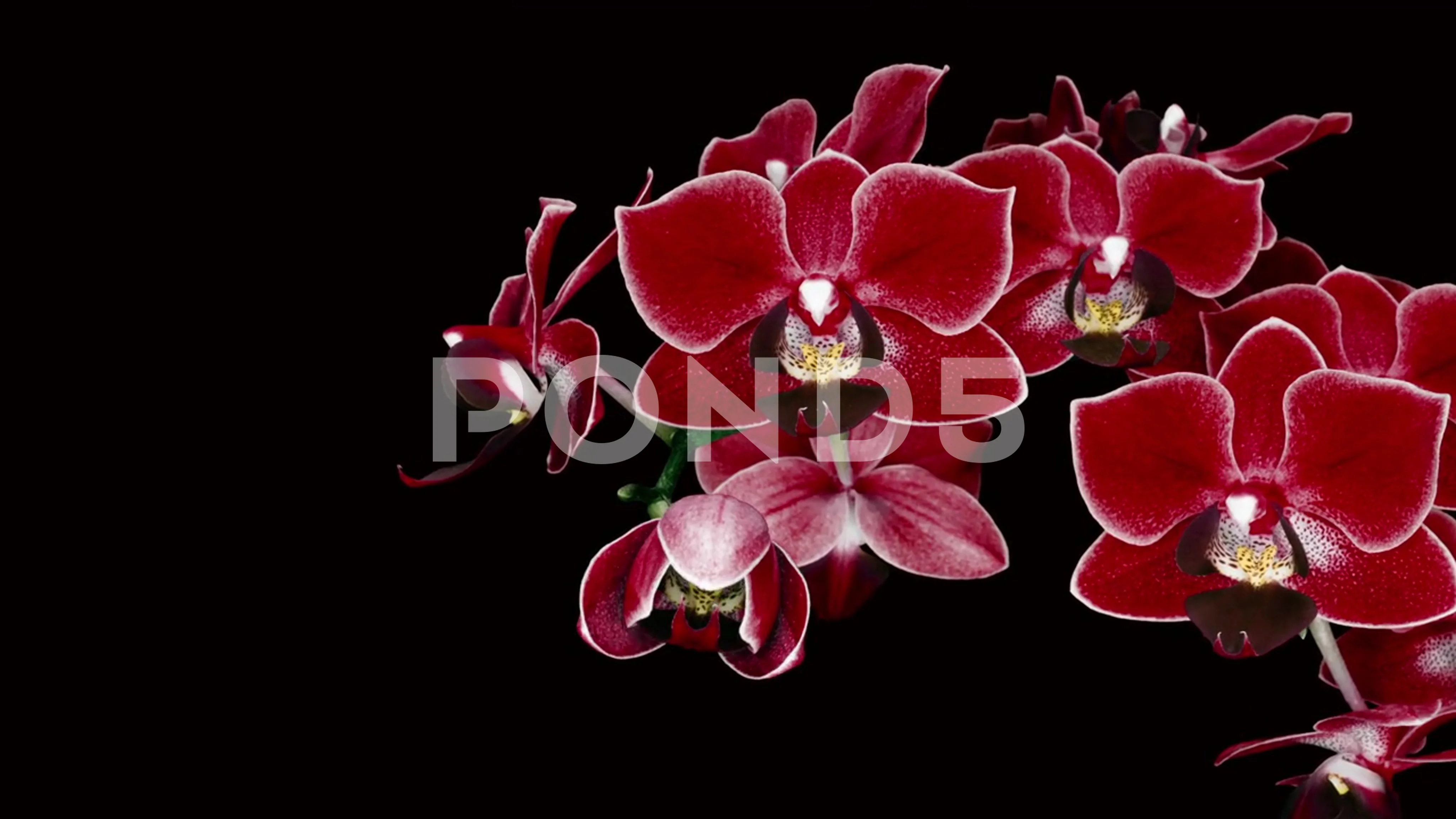 Red Orchids Wallpaper