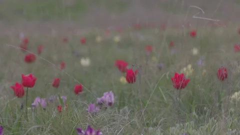 Steppe Flowers Stock Video Footage | Royalty Free Steppe Flowers Videos ...