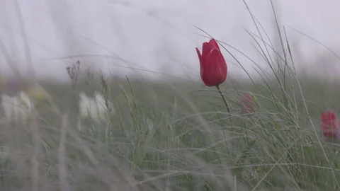 Steppe Flowers Archiv-Video Footage | Royalty-free Steppe Flowers ...