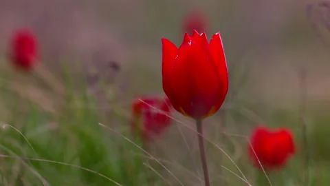 Steppe Flowers Archiv-Video Footage | Royalty-free Steppe Flowers ...