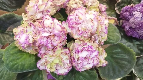 Voilet Flo Stock Videos – Royalty-Free HD & 4K Videos | Pond5