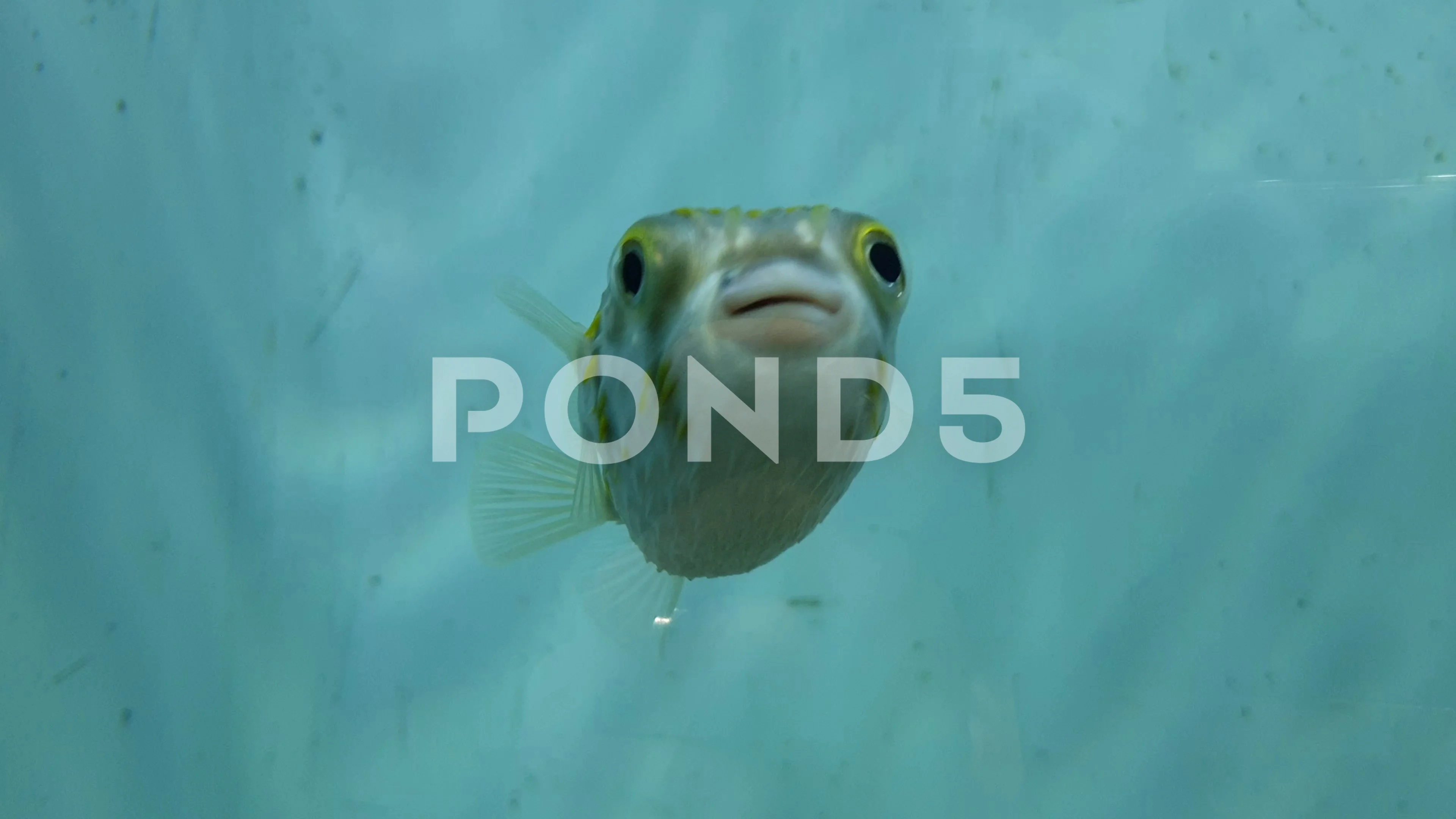 Blobfish Swimming In Water