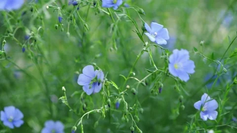 Beautiful blue flower waving in wind in ... | Stock Video | Pond5