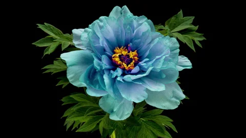 Beautiful blue Peony flower opening on b... | Stock Video | Pond5