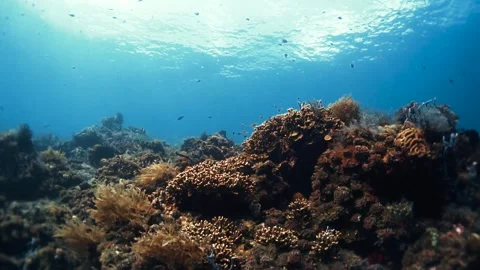 Beautiful blue sea with coral rocks, a m... | Stock Video | Pond5