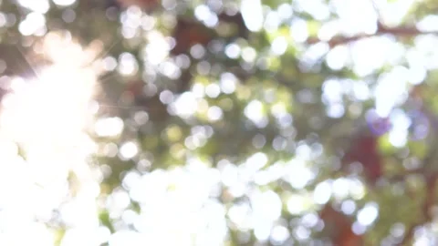 Beautiful blurred green nature bokeh bac... | Stock Video | Pond5