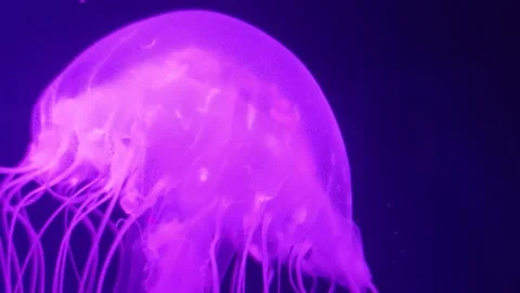 Jellyfish Wallpaper 4K Stock Videos – Royalty-Free HD & 4K Videos | Pond5