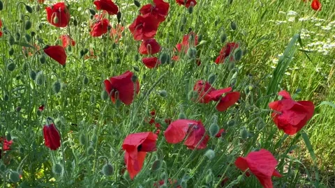 Soft Whispers Stock Videos – Royalty-Free HD & 4K Videos