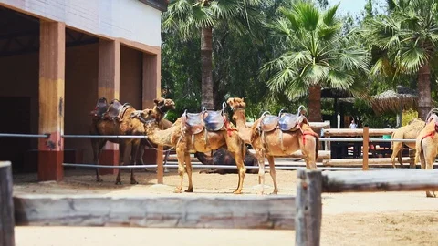 Uae Farms Stock Videos – Royalty-Free HD & 4K Videos | Pond5