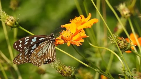Beautiful Butterfly Flying, Butterfly Fl... | Stock Video | Pond5