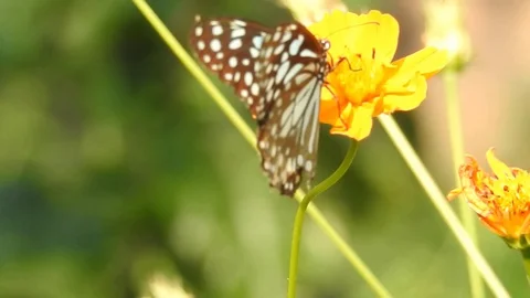 Beautiful Butterfly Flying, Butterfly Fl... | Stock Video | Pond5