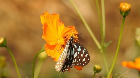 Beautiful Butterfly Flying, Butterfly Fl... | Stock Video | Pond5