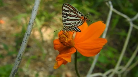 Beautiful Butterfly Flying, Butterfly Fl... | Stock Video | Pond5