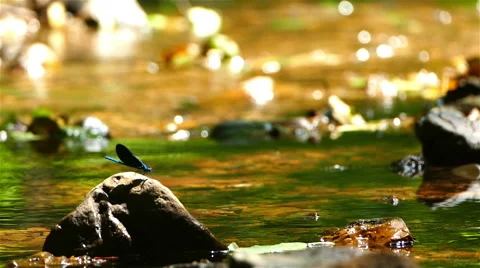 Butterfly Stream Stock Videos – Royalty-Free HD & 4K Videos