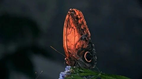 Butterfly Stock Video Footage | Royalty Free Butterfly Videos | Pond5