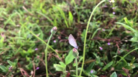 Sara Video Stock Videos – Royalty-Free HD & 4K Videos