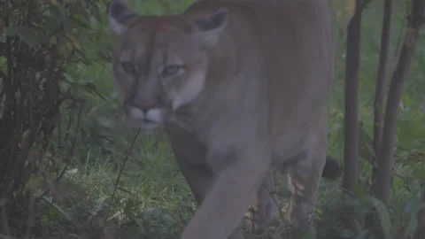 Beautiful Canadian Puma in forest. Ameri... | Stock Video | Pond5