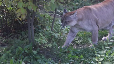 Beautiful Canadian Puma in forest. Ameri... | Stock Video | Pond5