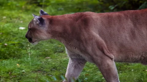 Beautiful Canadian Puma in forest. Ameri... | Stock Video | Pond5