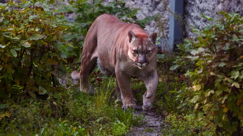 Beautiful Canadian Puma in forest. Ameri... | Stock Video | Pond5
