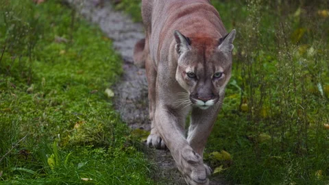 Beautiful Canadian Puma in forest. Ameri... | Stock Video | Pond5