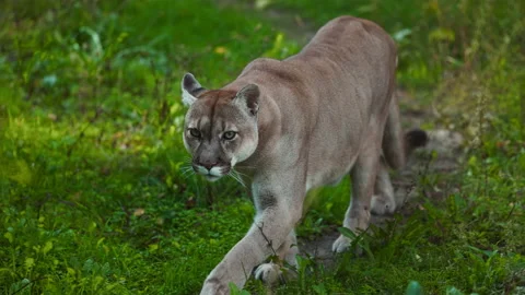 Beautiful Canadian Puma in forest. Ameri... | Stock Video | Pond5