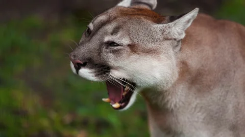 Beautiful Canadian Puma in forest. Ameri... | Stock Video | Pond5