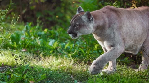 Beautiful Canadian Puma in forest. Ameri... | Stock Video | Pond5