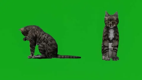 beautiful cat in 2 different angles on t... | Stock Video | Pond5