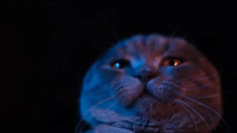 A beautiful cat that dances funny shakin... | Stock Video | Pond5