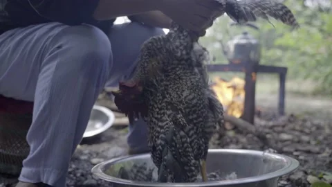 Beautiful chicken plumage plucked in rur... | Stock Video | Pond5