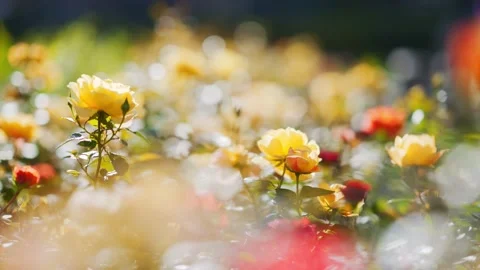 beautiful chinese rose flower dancing wi... | Stock Video | Pond5