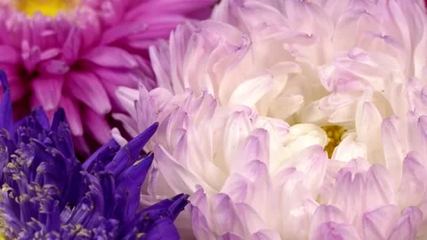 Beautiful chrysanthemum flowers rotation... | Stock Video | Pond5
