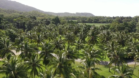 Beautiful coconut tree fields view from ... | Stock Video | Pond5