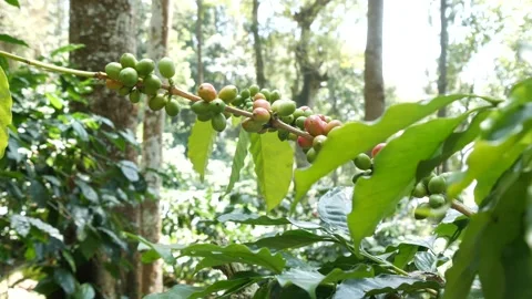 Coffee Plant Isolated Stock Footage ~ Royalty Free Stock Videos | Pond5