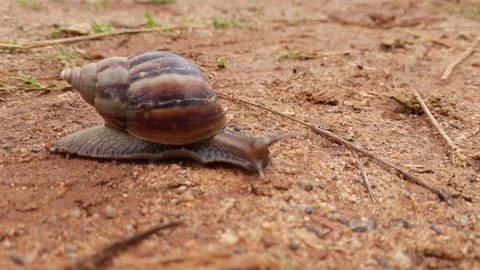 Beautiful Conch Worm Snails Shell Snail ... | Stock Video | Pond5