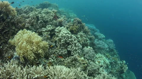 A Beautiful Coral Reef Dropoff Occurs in... | Stock Video | Pond5