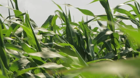 Beautiful Corn leaves Blowing in the Win... | Stock Video | Pond5