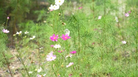 A beautiful cosmos flower moving in the ... | Stock Video | Pond5