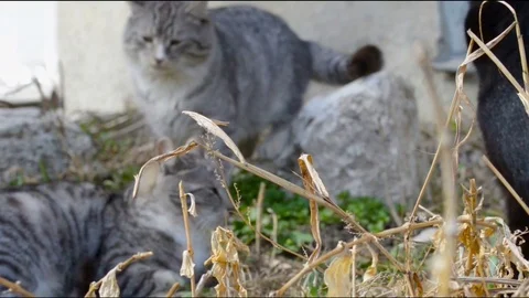 Cats Mating Stock Video Footage | Royalty Free Cats Mating Videos | Pond5