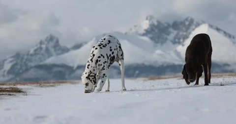 Dalmatian Background Stock Videos – Royalty-Free HD & 4K Videos | Page 5